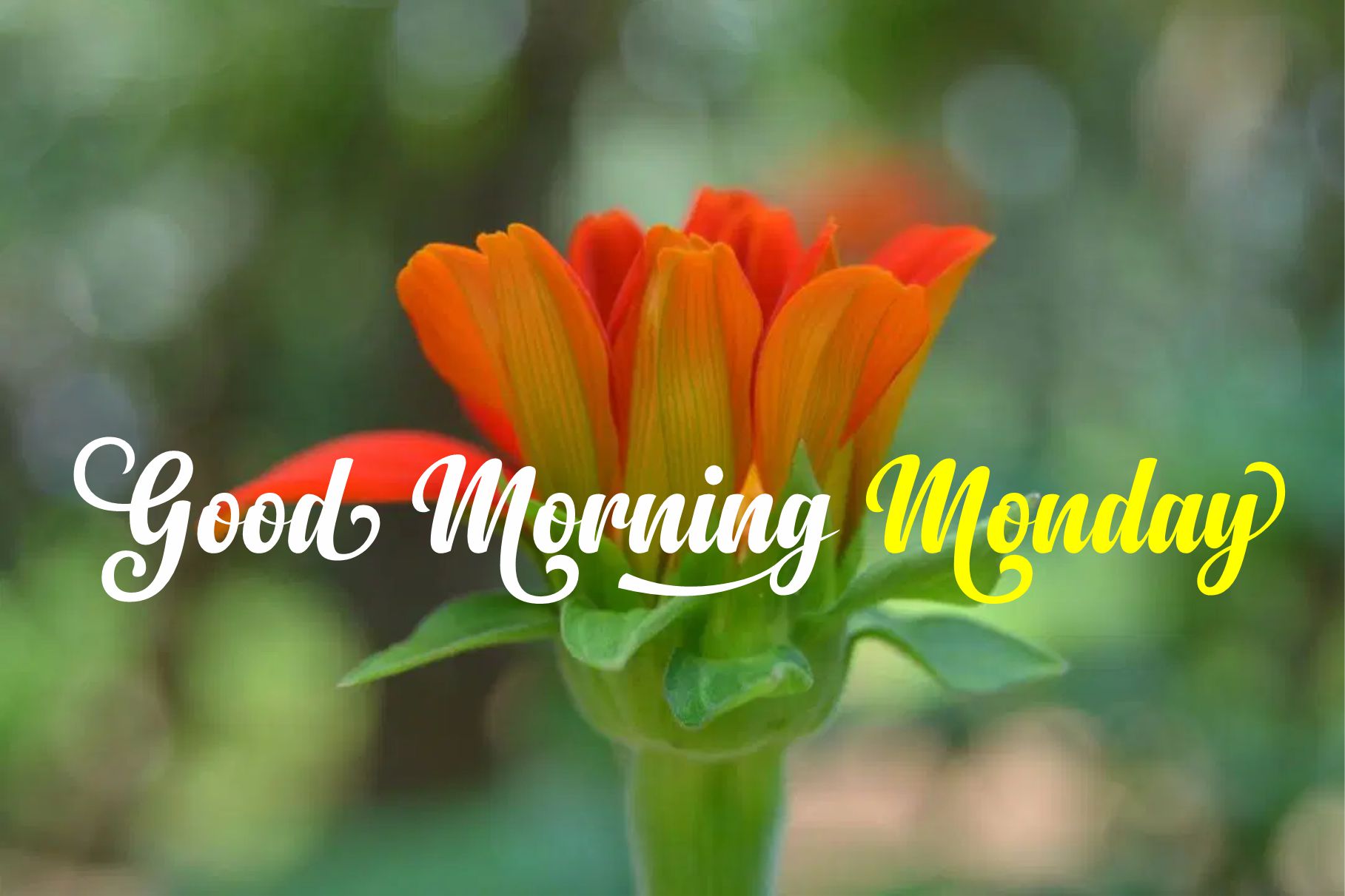 Good Morning Monday Images