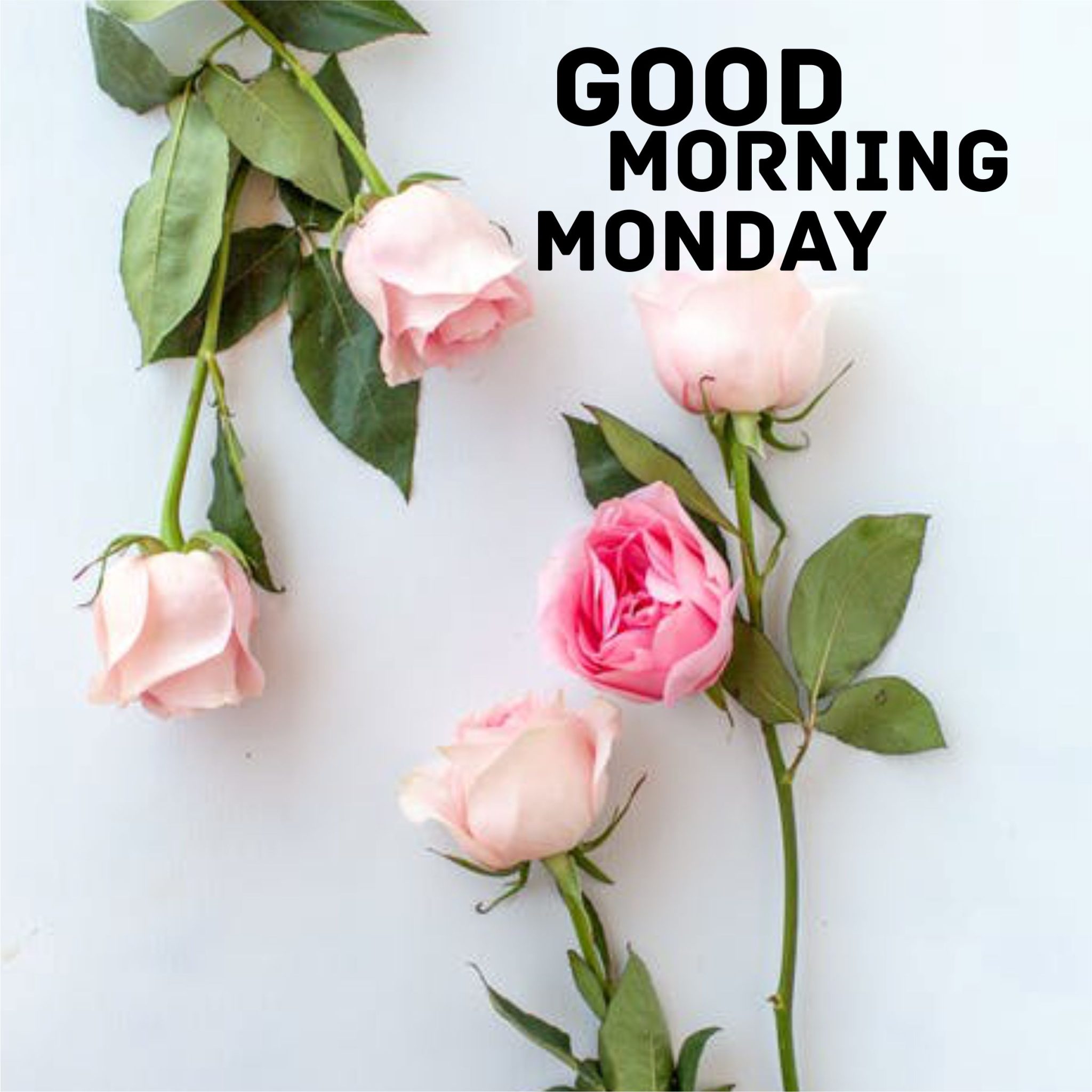 Good Morning Monday Images